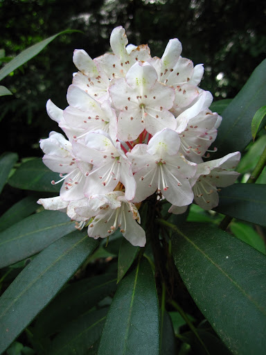 Native Rhododendron Forecast 2025 – Wahkeena Nature Preserve