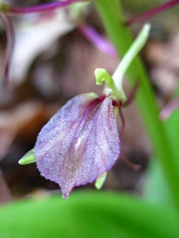 Orchid # 4 – Wahkeena Nature Preserve