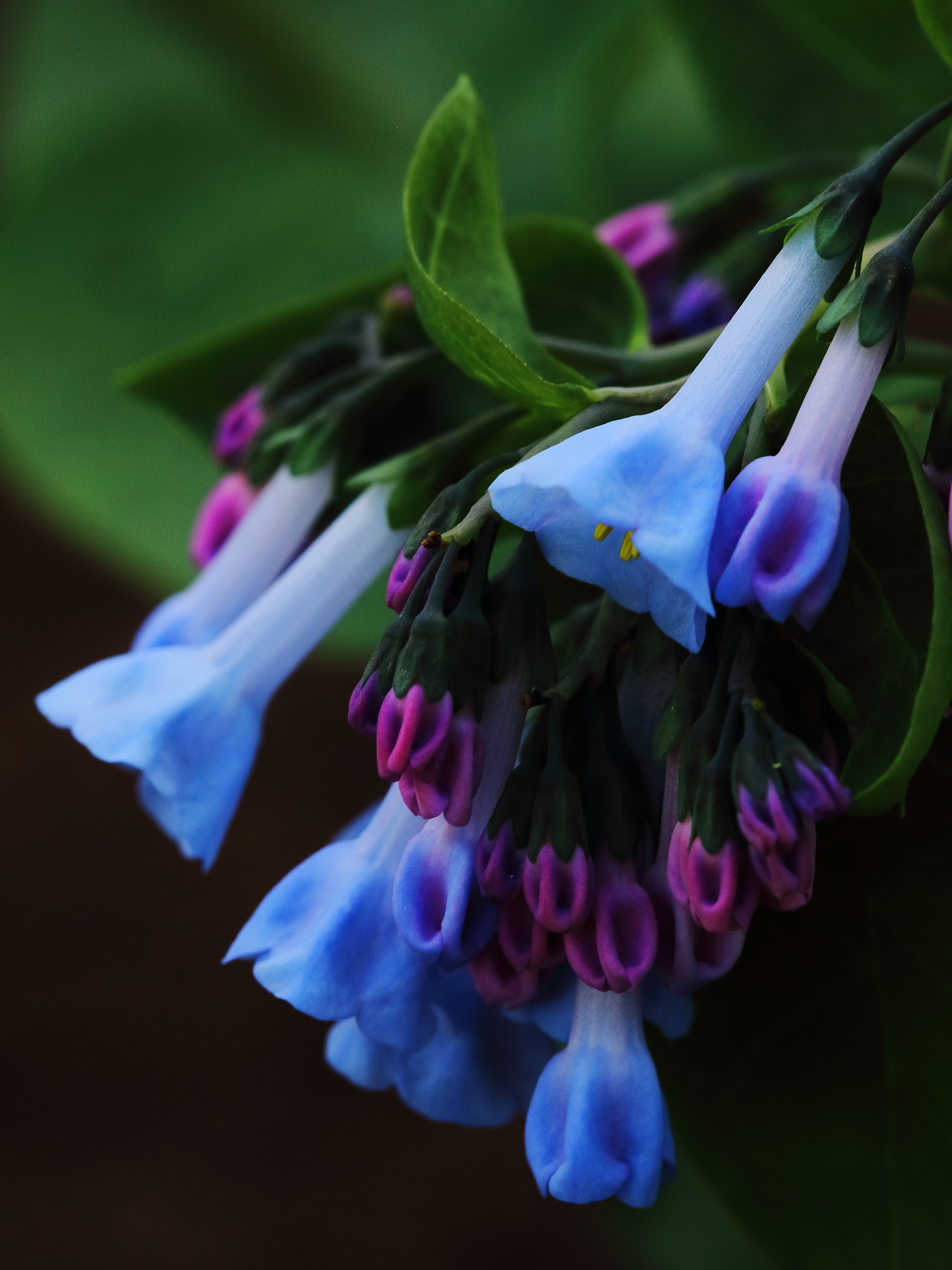 Virginia Bluebells. Whipple NP. 442017 – Wahkeena Nature Preserve