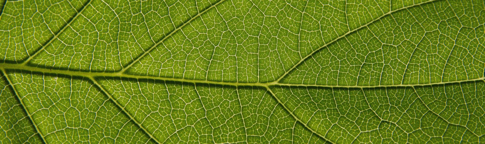 cropped-website-background1.jpg – Wahkeena Nature Preserve